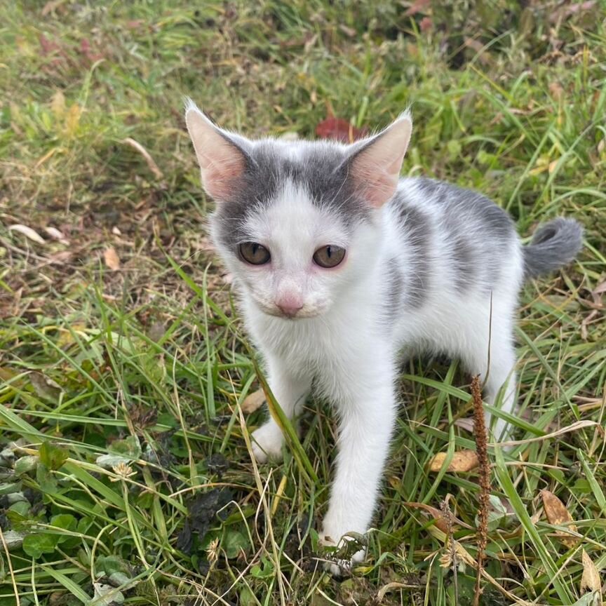 Котята 2-2,5 месяца в добрые руки