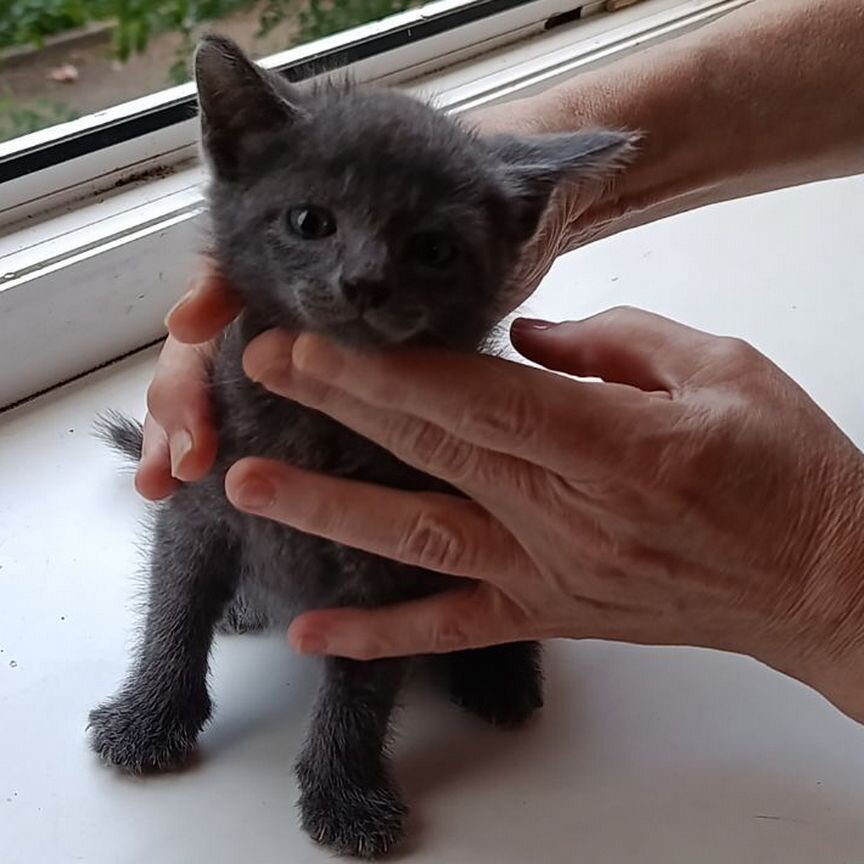 Котёнок в добрые руки