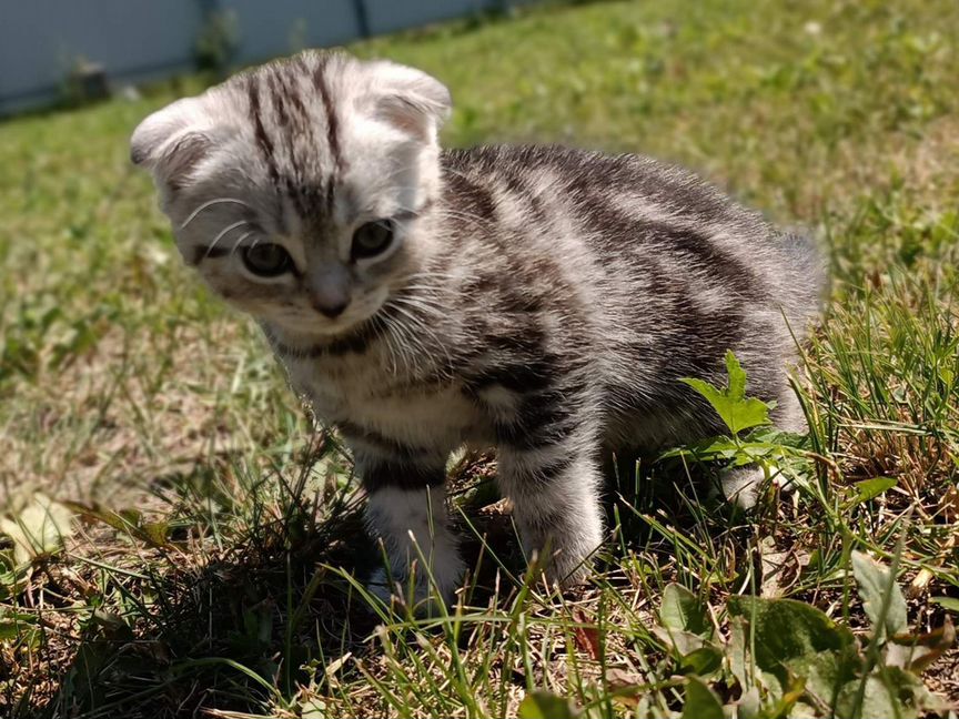 Шотландские котята