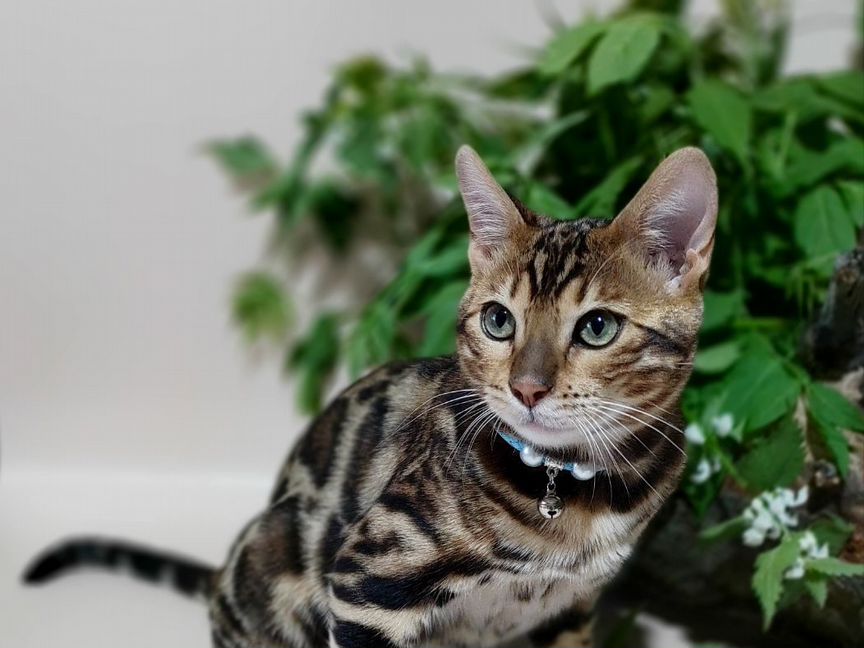 Бенгальские котята