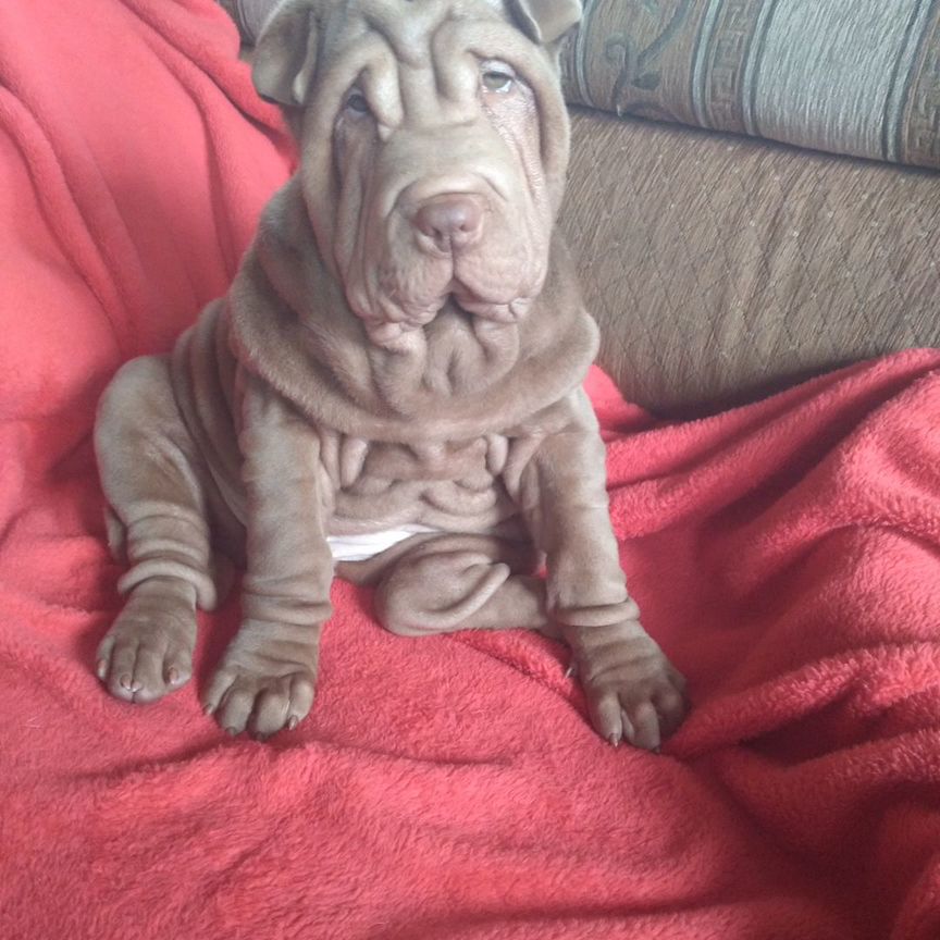 Шарпей Куклёшка