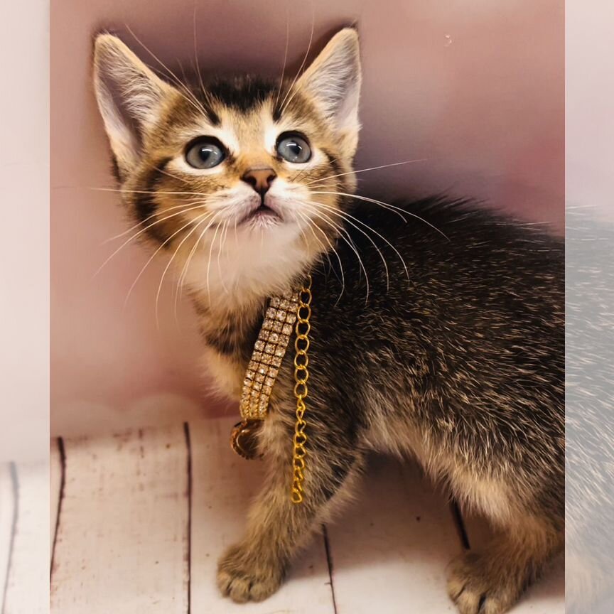 Абиссинский котёнок