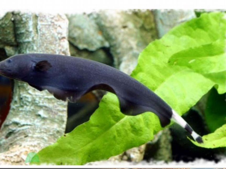 Рыба Apteronotus