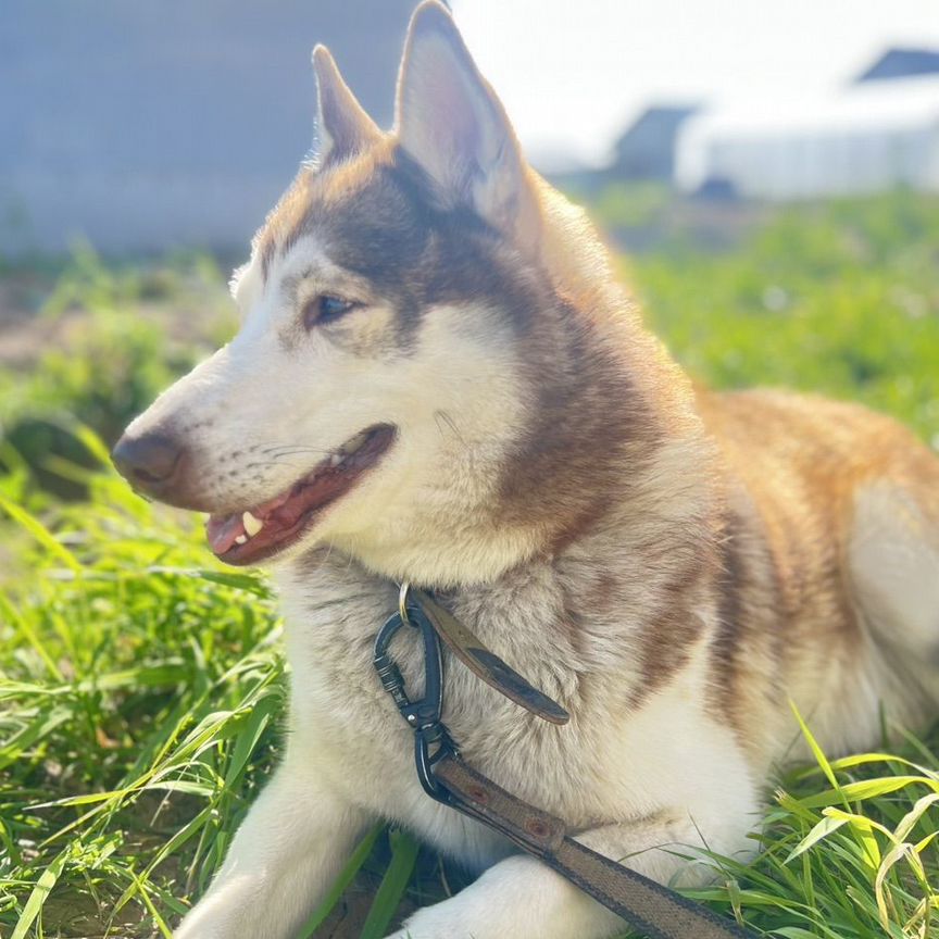 Сибирский хаски, взрослый пёс