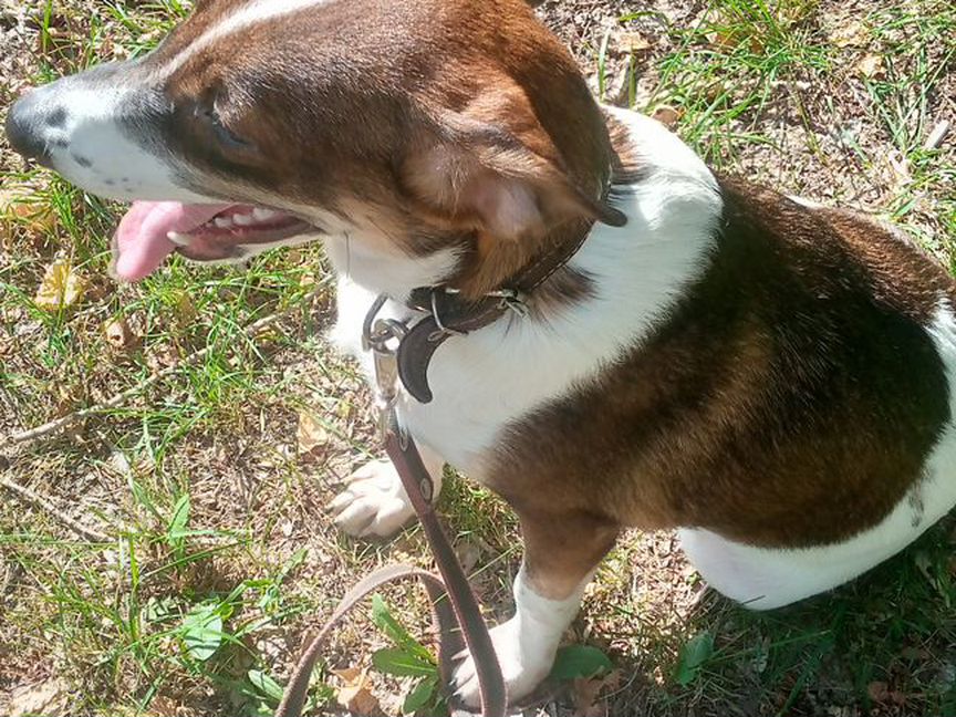 Отдам бесплатно