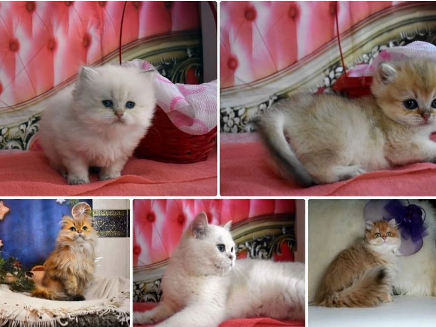 Трое 30К,четверо 40К.Закрытие питомника британцев