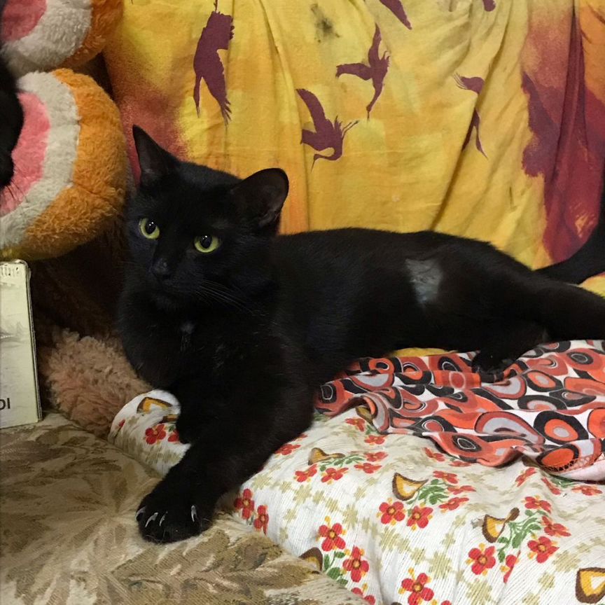Молодой кастрированный котик