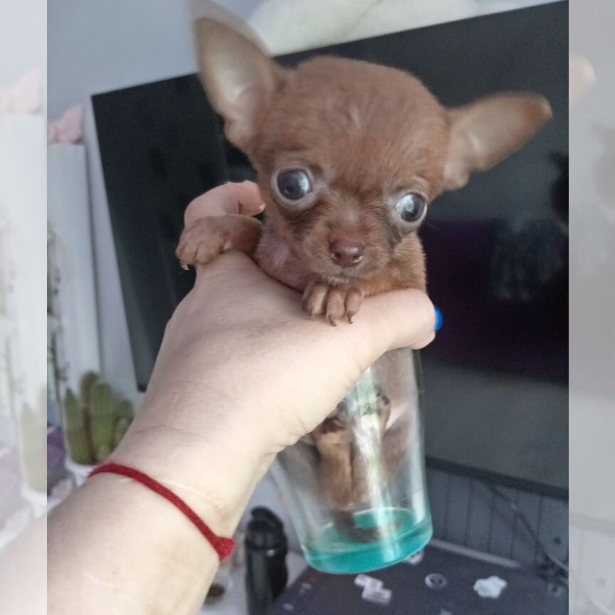 Чихуахуа, щенок