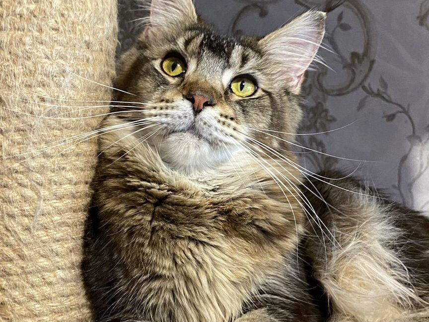 Шикарная тиккированная девица