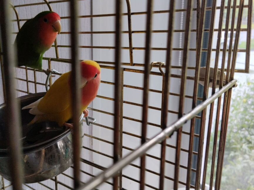 Папугаи розовощекие неразлучники