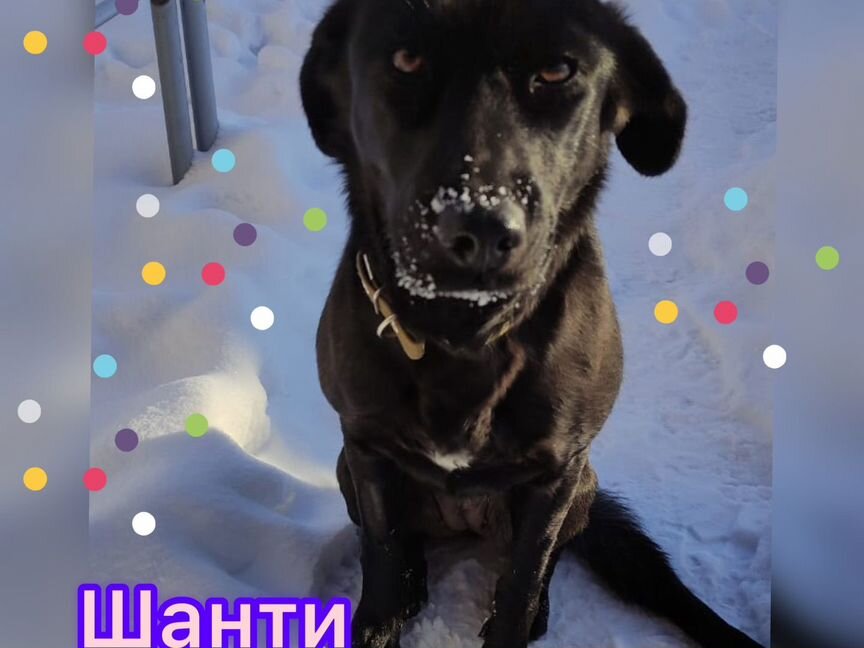 Лабрадор
