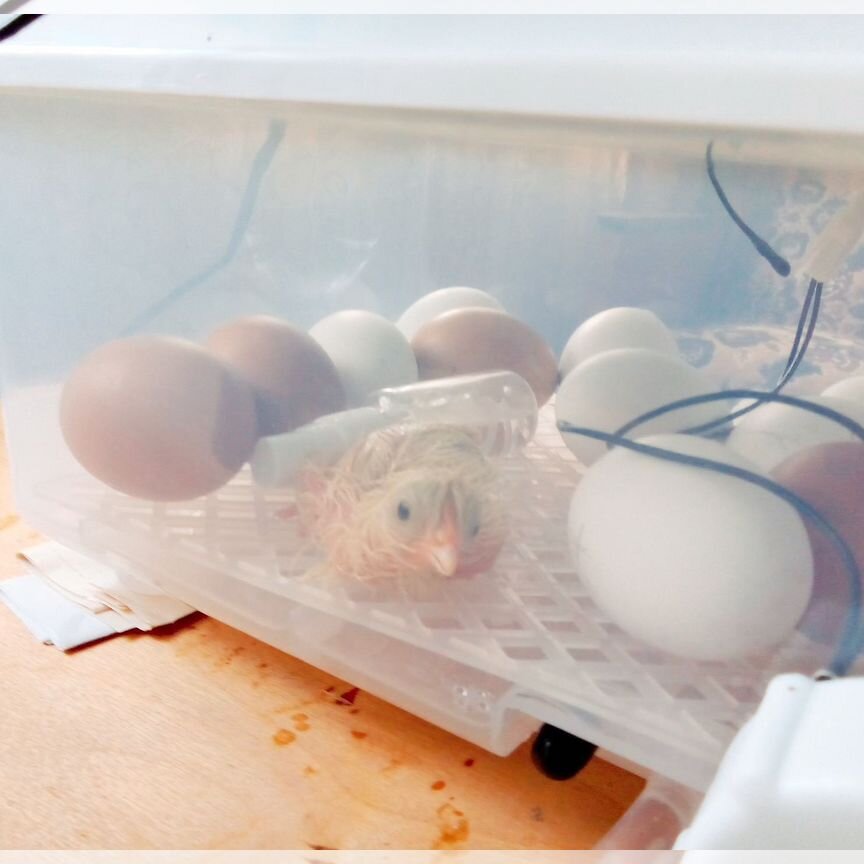 Отдам бесплатно кур