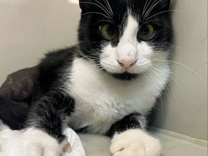 Самый забавный косоглазик