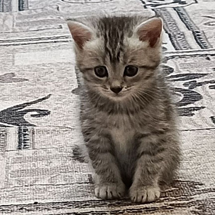 Котята
