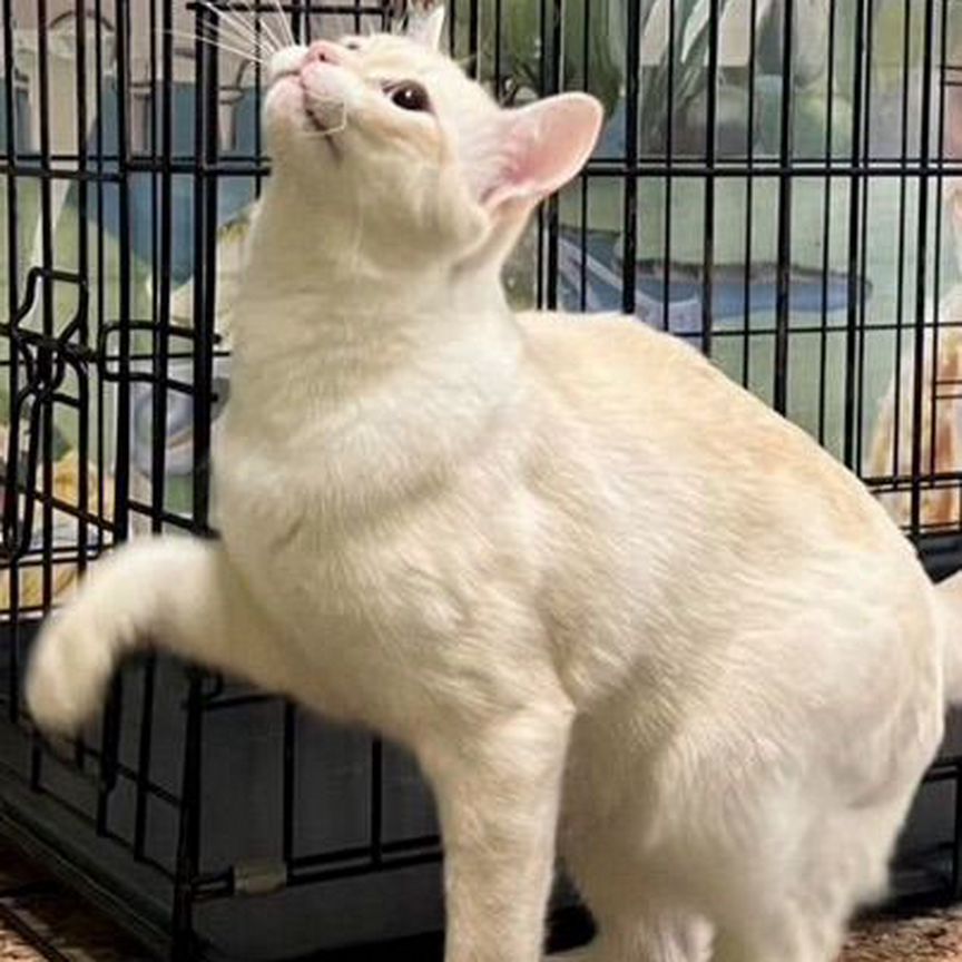 Взрослый кот в добрые руки