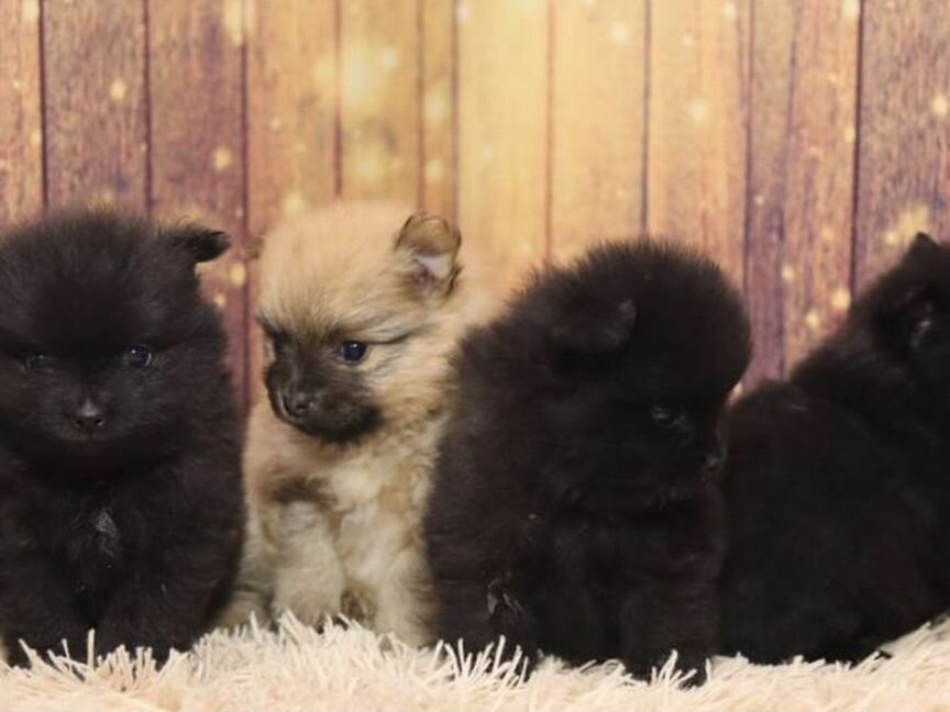 Маленькая собака шпиц