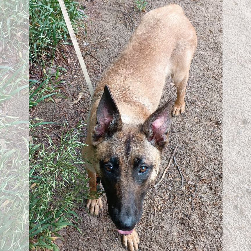 Бельгийская овчарка малинуа