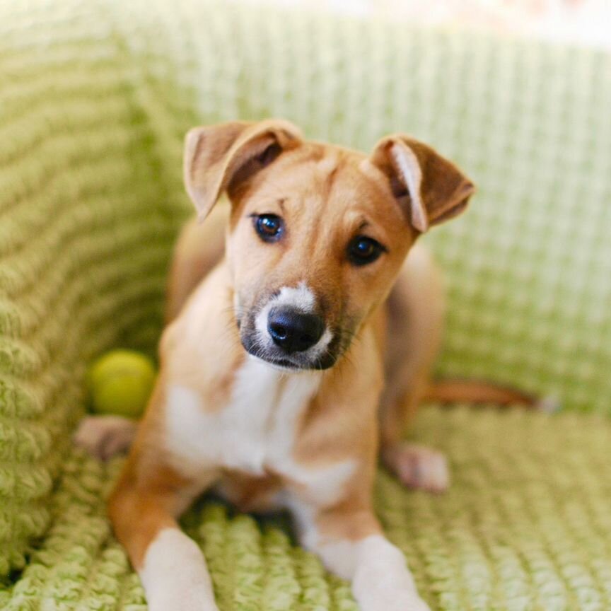 Рокси - чудо щенок в добрые руки