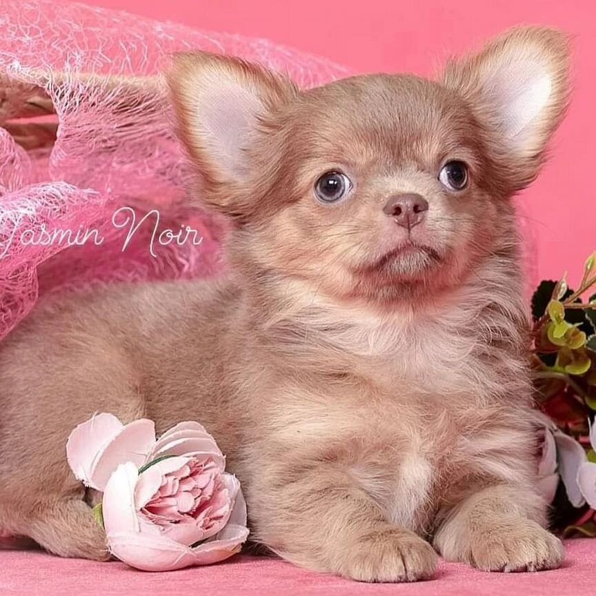 Чихуахуа девочка лиловая