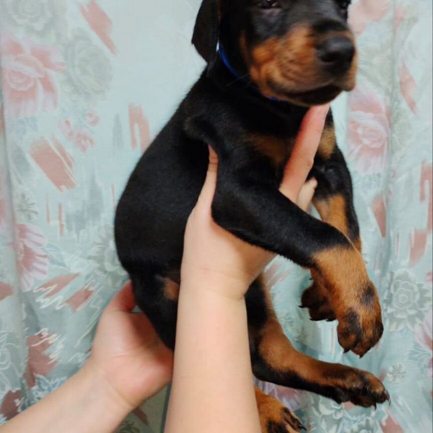 Доберманчики детки