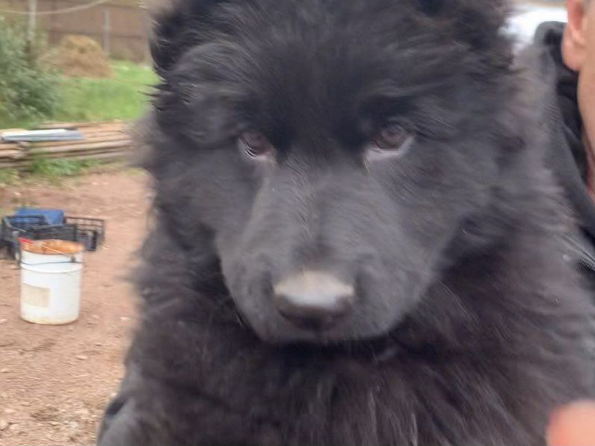 Немецкая овчарка длинношерстная черная