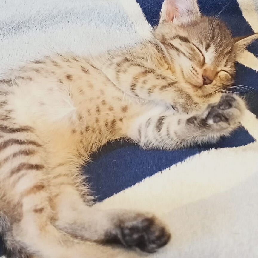 Тигрового окраса котята в добрые руки