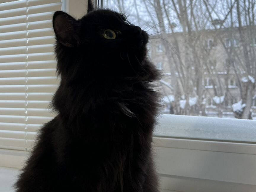 Кошка, 7 месяцев, стерилизована