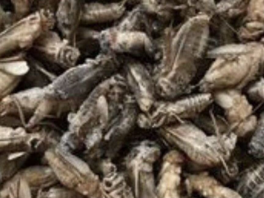 Замороженные сверчки