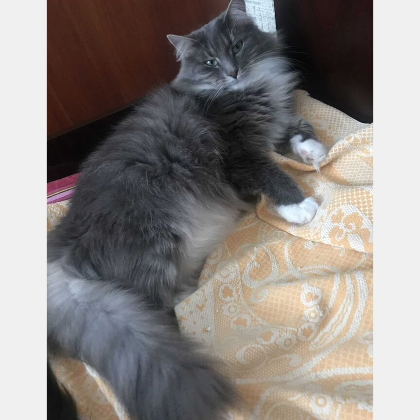 Котики стерилизованные