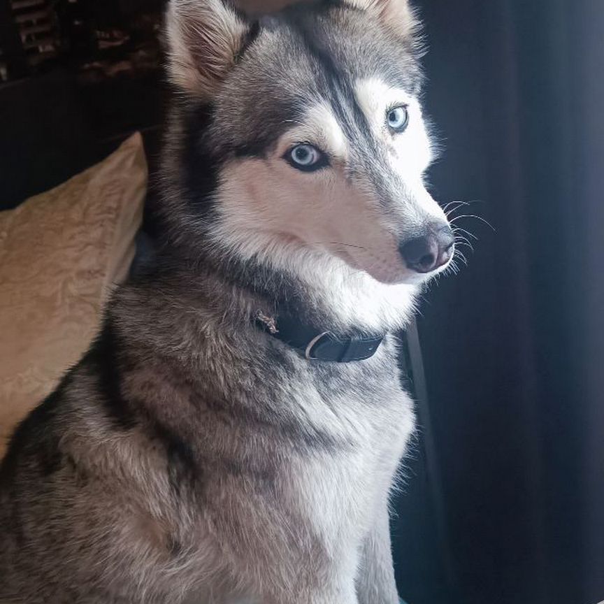 Хаски в добрые руки