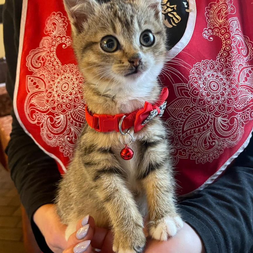 Котёнок изобилия