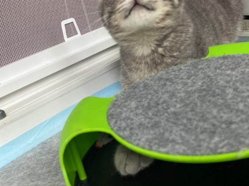 Котенок мальчик