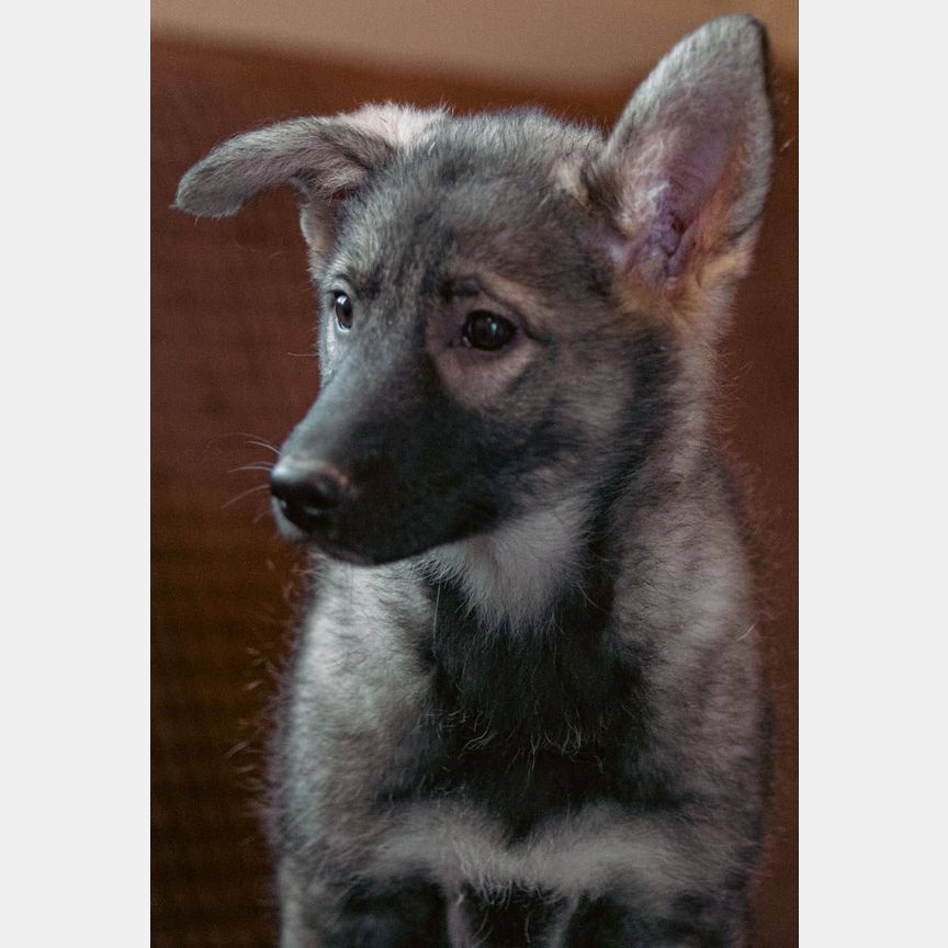 Щенок в добрые руки бесплатно