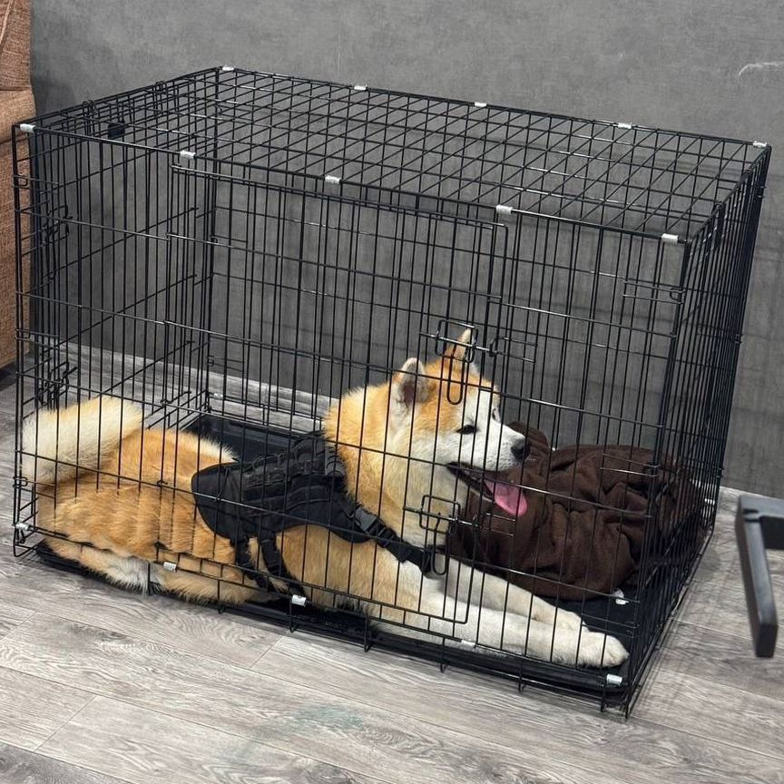 Акита-ину, взрослый пёс