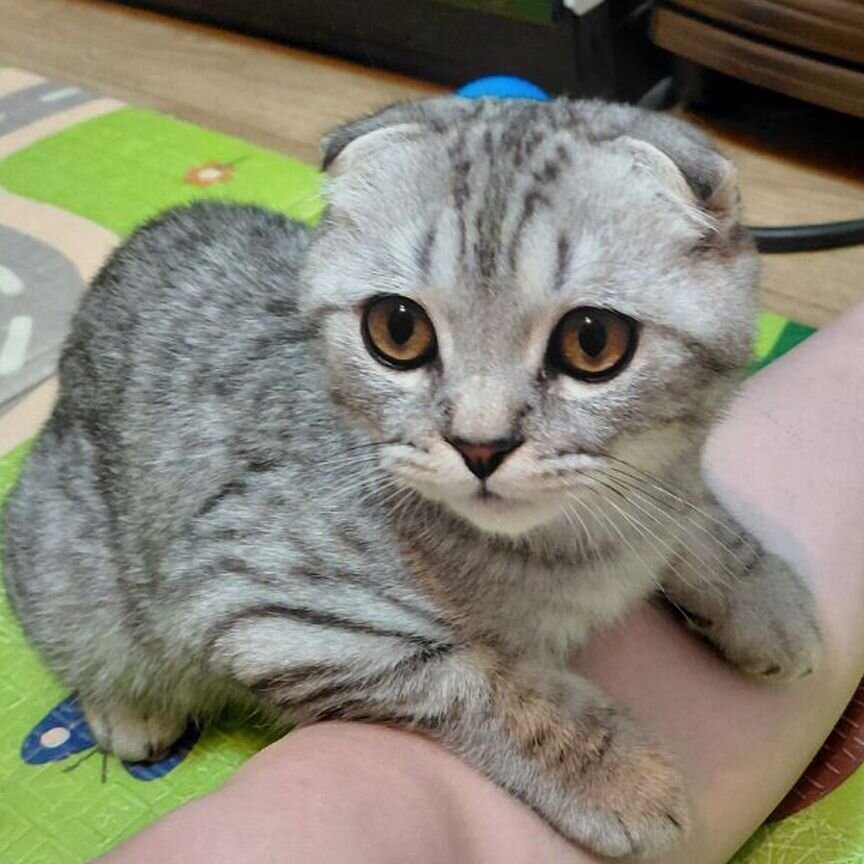 Шотландский вислоухий длинношёрстный котёнок