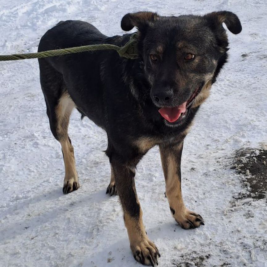 Взрослая собака в добрые руки