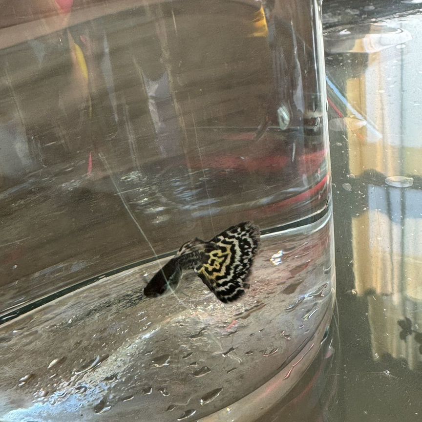 Гуппи самец вуаль 1 (чистая линия)