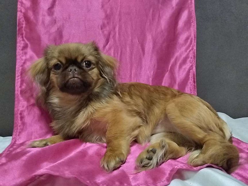 Щенки пекинеса