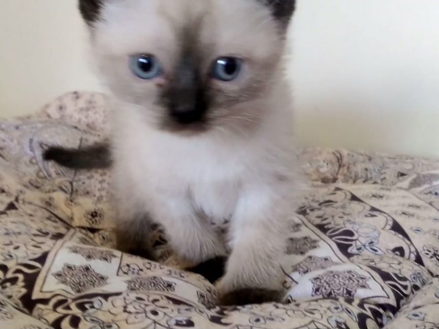Тайская кошечка