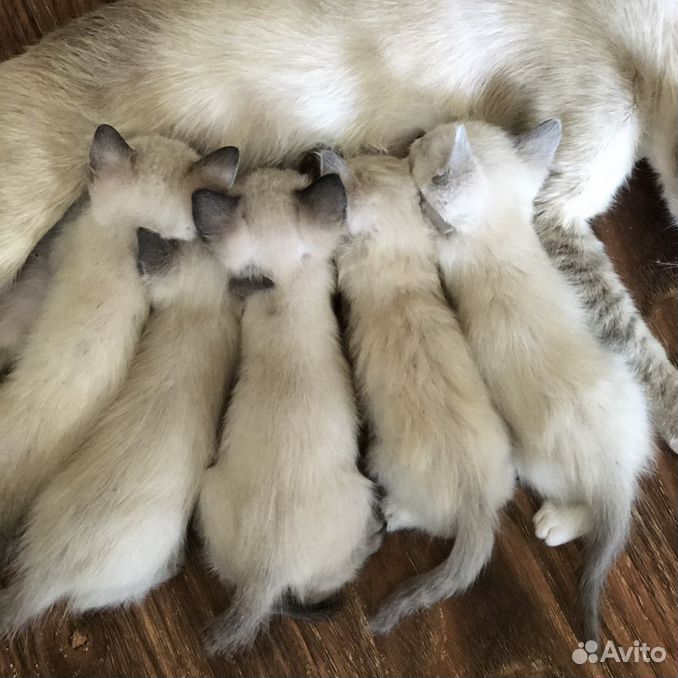 Котята породистые бесплатно