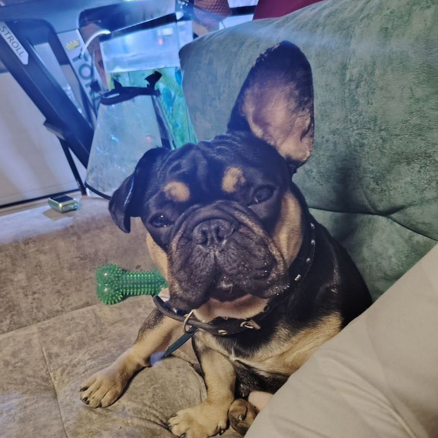 Французский бульдог, взрослый пёс