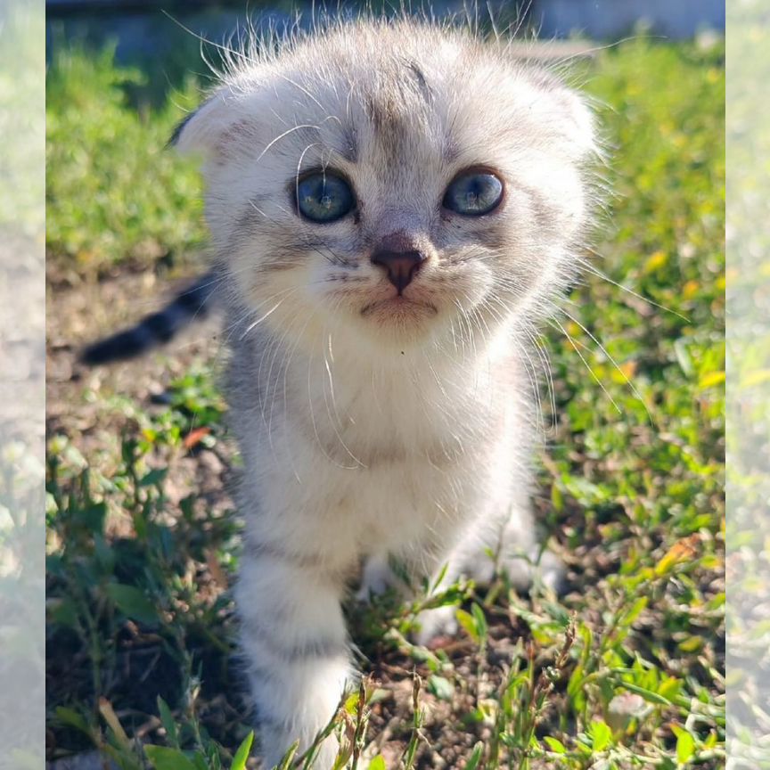 Шотландские вислоухие котята серые