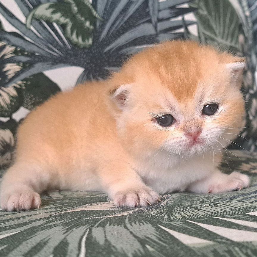Шотландский прямоухий короткошёрстный котёнок