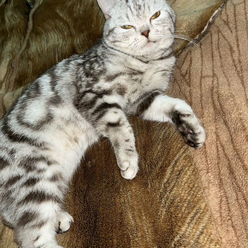 Шотландский кот