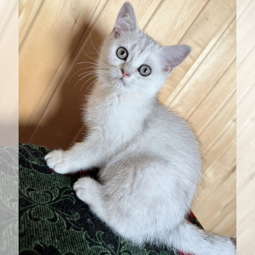 Британский короткошёрстный котёнок