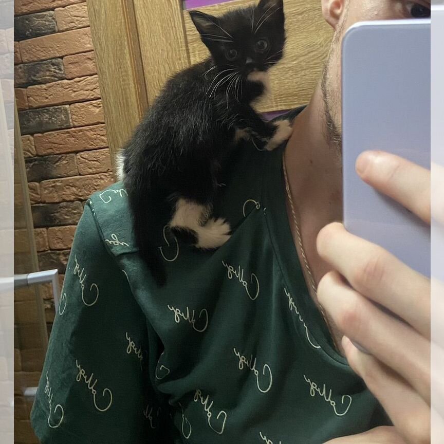 Котёнок в добрые руки