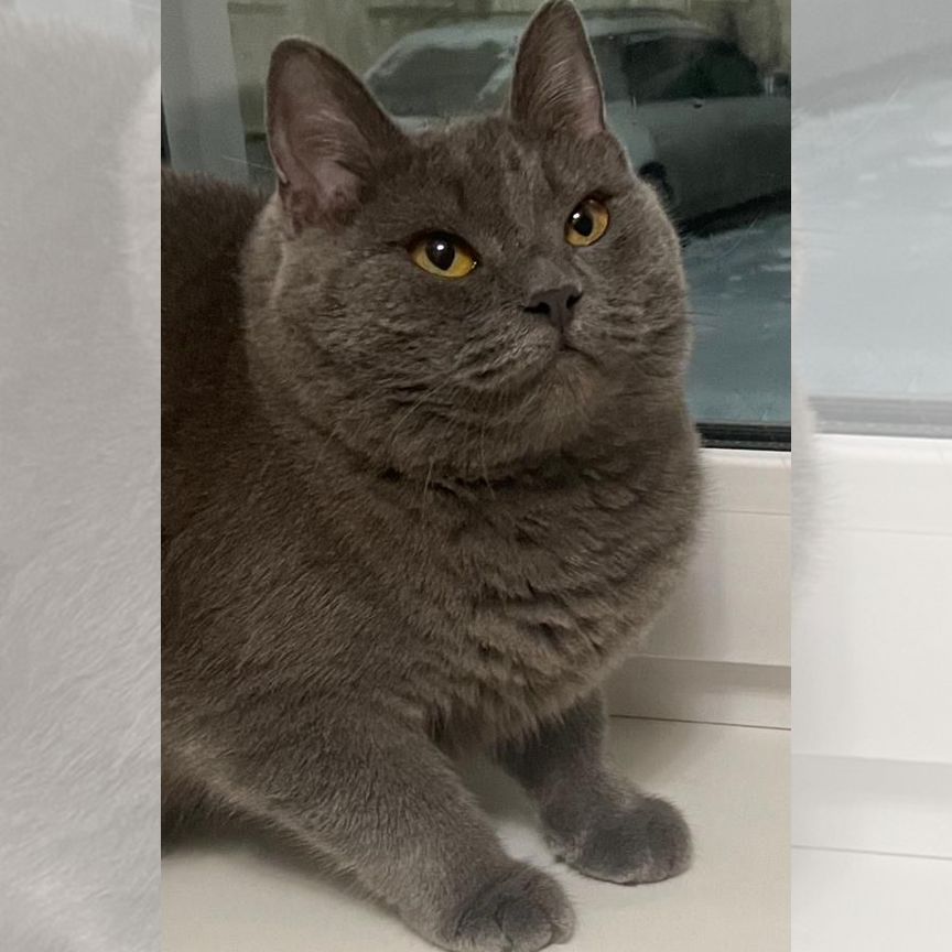 Кошечка в добрые руки