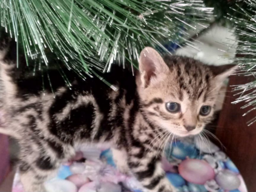 Котята