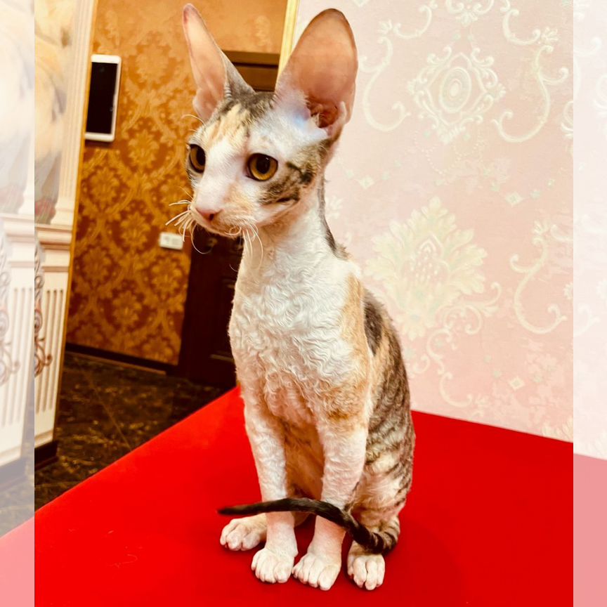 Корниш-рекс котёнок