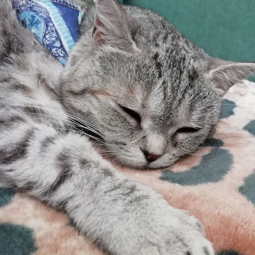 Взрослая, кошка в добрые руки